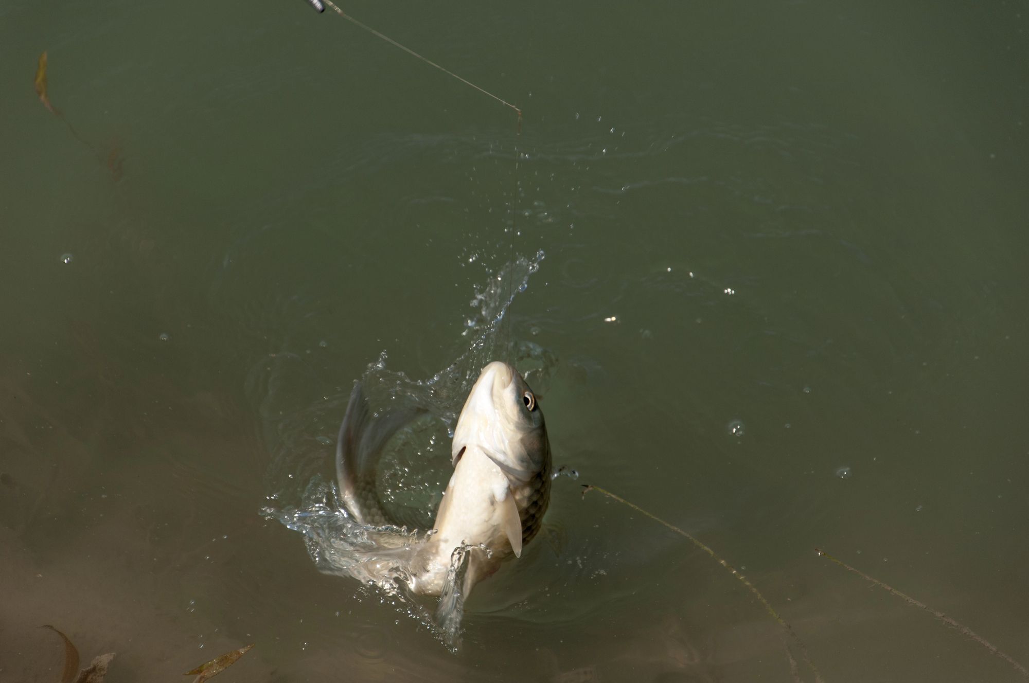 Із 1 квітня на Тернопільщині розпочинається нерестова заборона на вилов ...